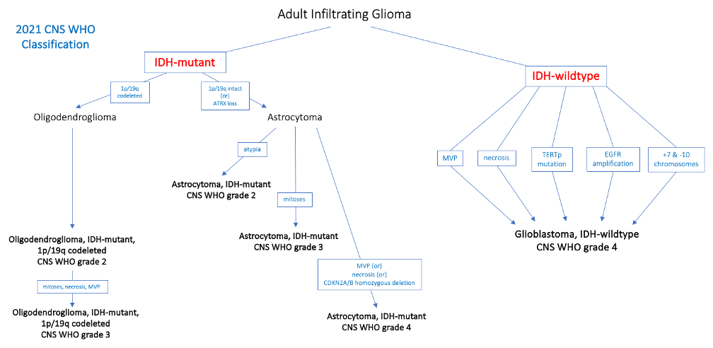 Updates in Glioma and Meningioma… | College of American Pathologists