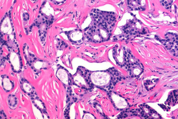 Homepage | College of American Pathologists