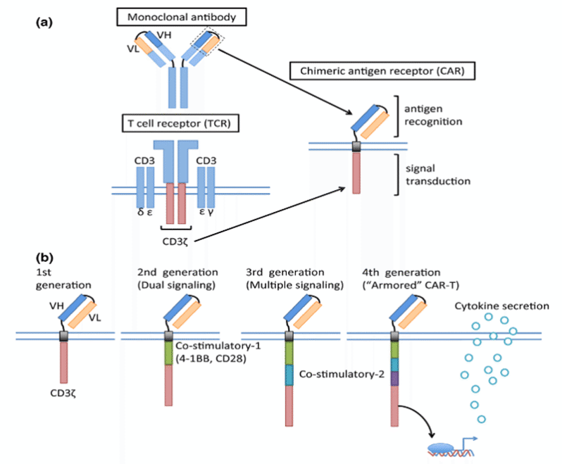 CAR T-Cells Therapies:… | College of American Pathologists