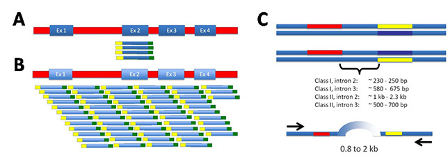 Next-Generation Sequencing for HLA… | College of American Pathologists
